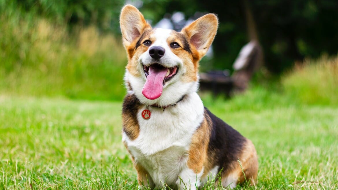 Tipos de temperamento de los perros: Tímido, travieso o juguetón ...