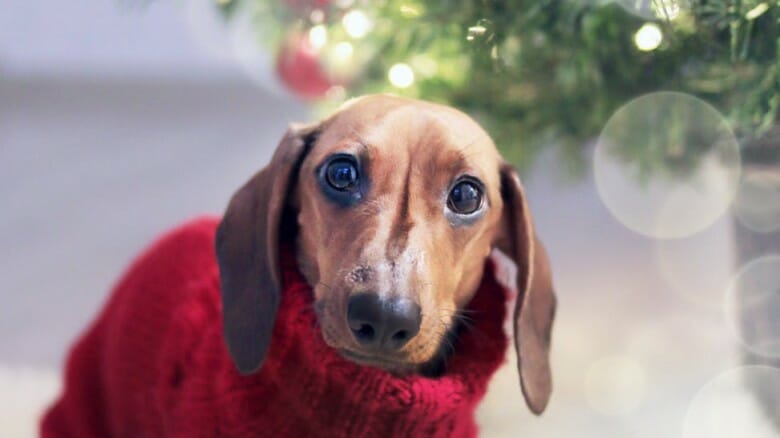 Tipos de temperamento de los perros: Tímido, travieso o juguetón ...