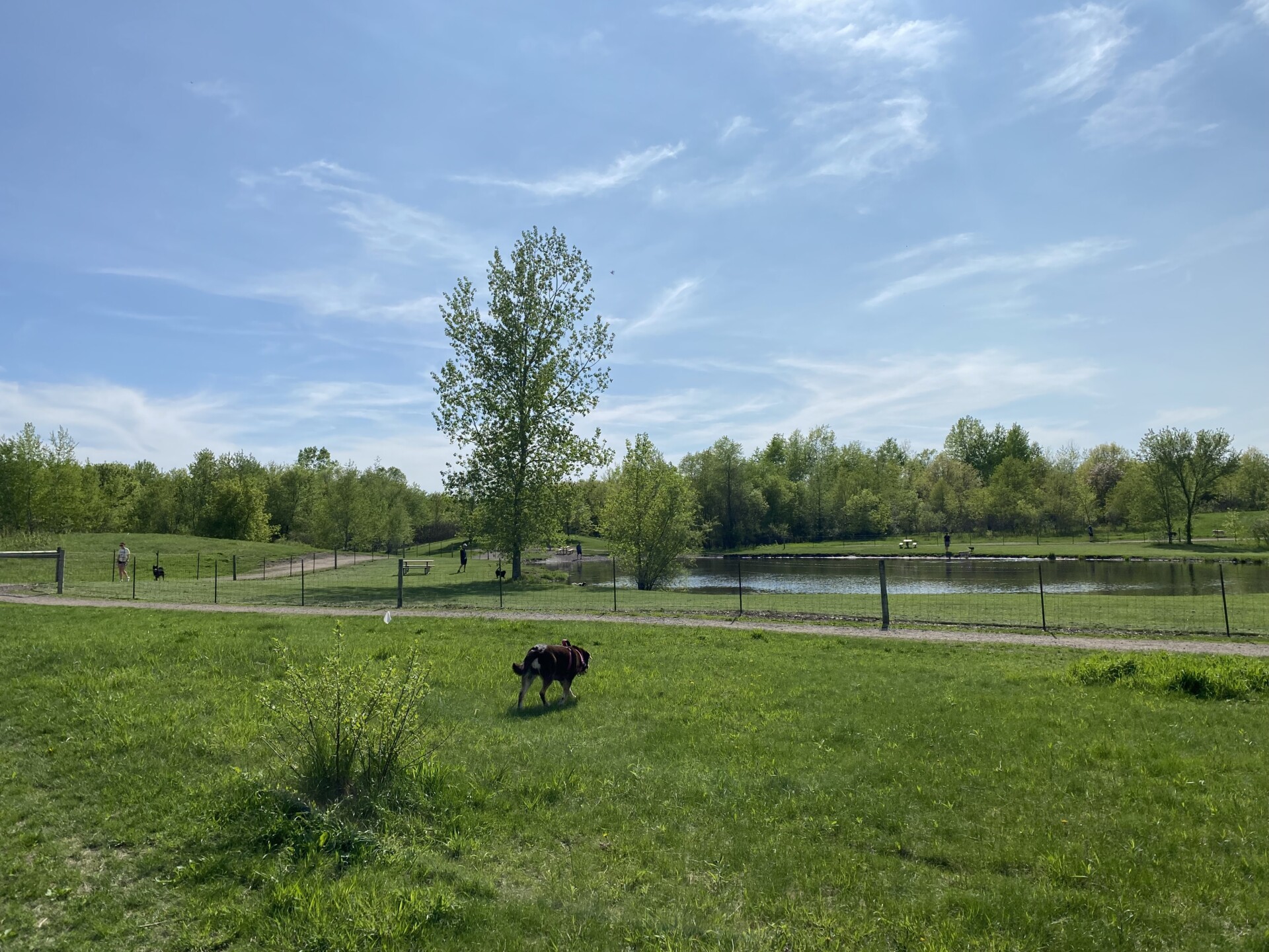 6 South Metro Dog Parks | Puppy Play&Stay
