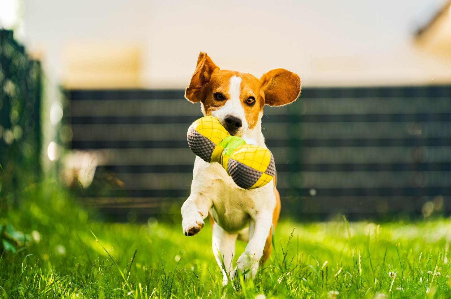 The Role of Play in a Dog's Life: Vital for Well-being and Growth ...